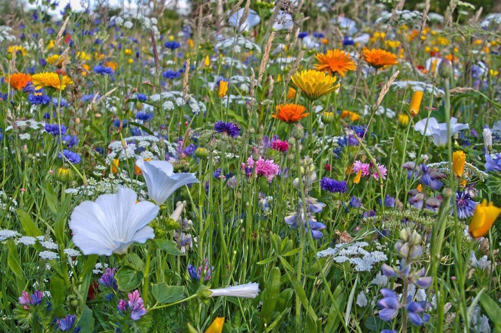 Wildblumenwiese Anlegen Wir Zeigen Dir Wie Es Richtig Geht